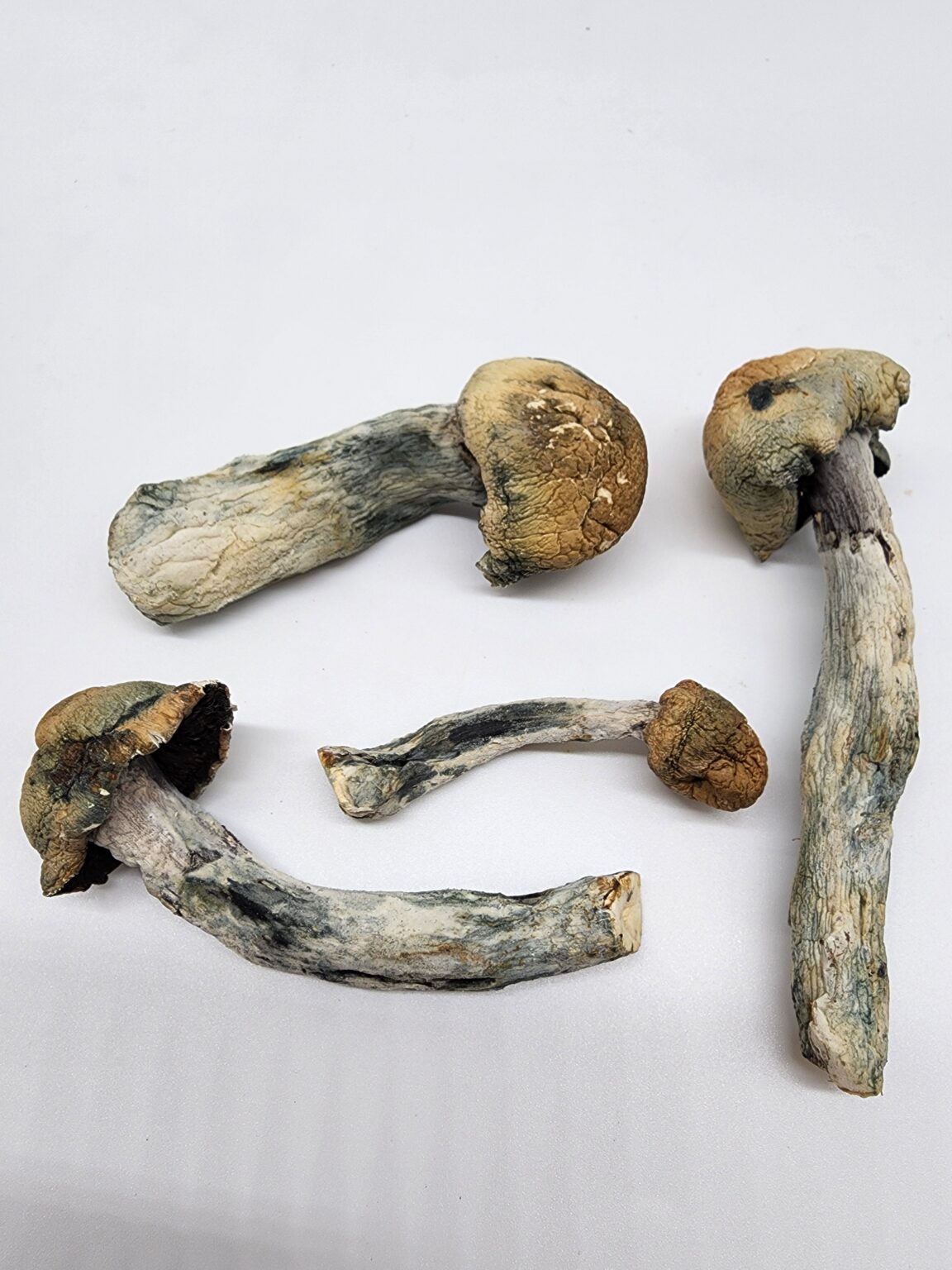 Tidal Wave Magic Mushrooms - BC Weed Express